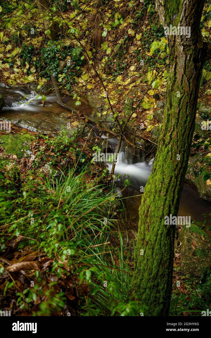 Vallcàrquera stream in autumn (El Figaró, Barcelona, Catalonia, Spain ...