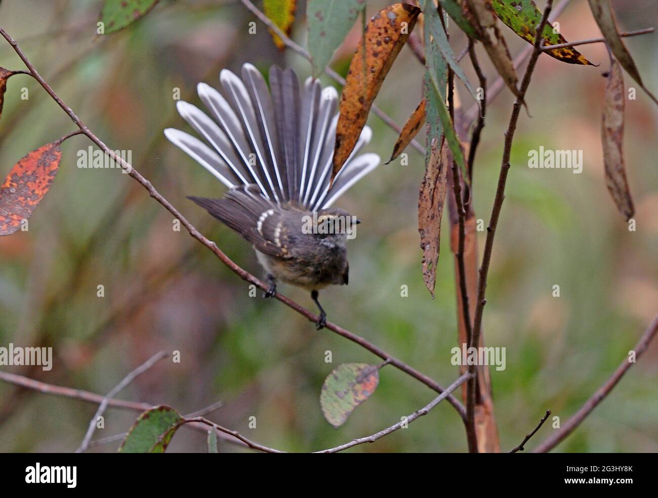 The grey fantail hi-res stock photography and images - Alamy