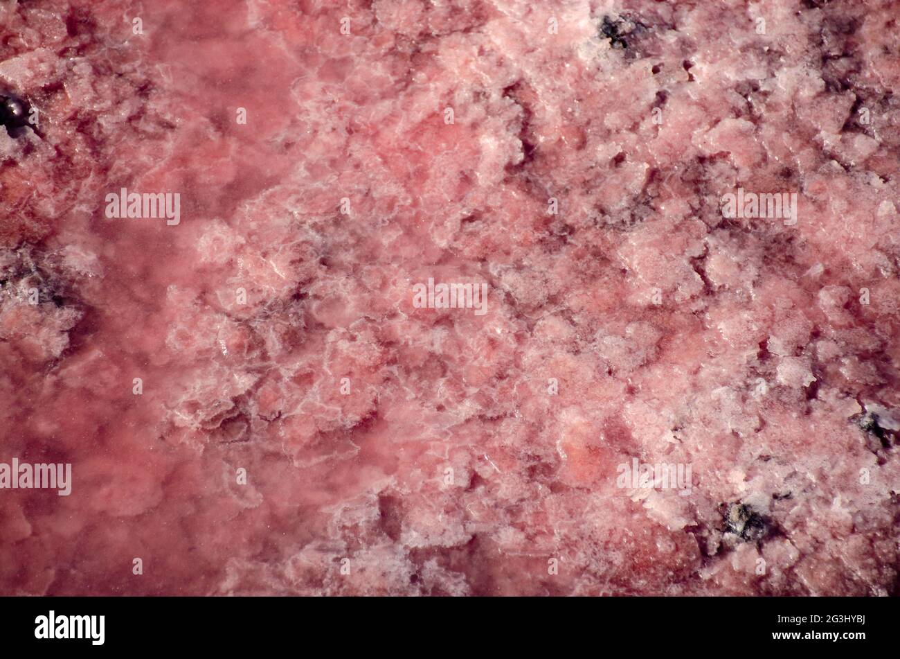 Red salt water bacteria hi-res stock photography and images - Alamy