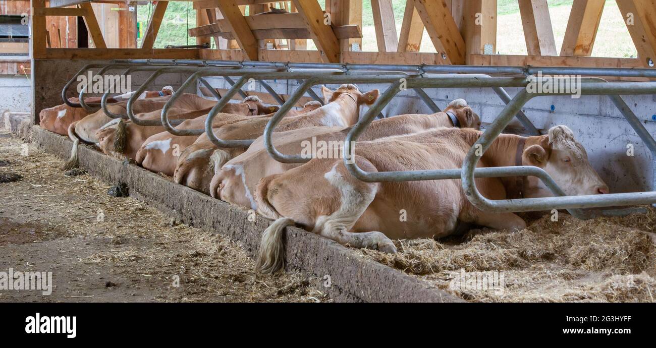 Cows eating forage in stable hi-res stock photography and images - Alamy