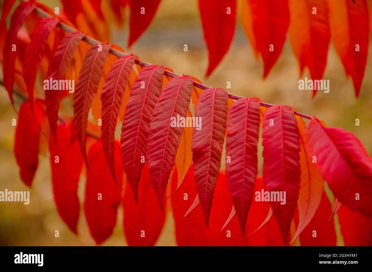 Autumnal ornament, red leaves of branch on green background Stock Photo ...