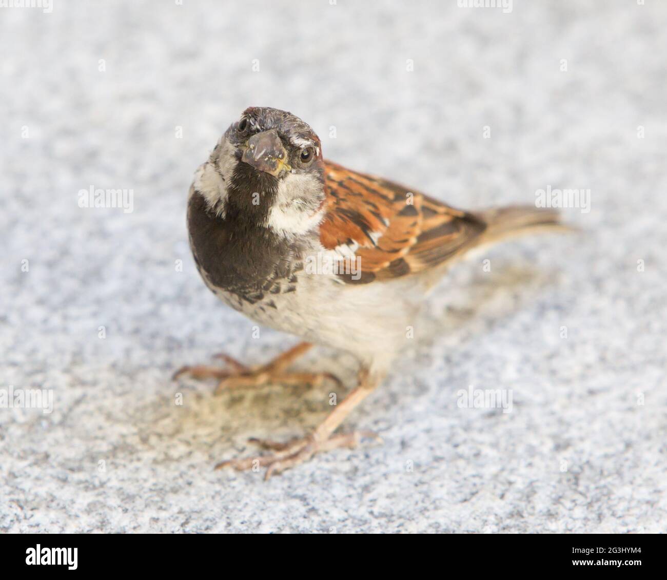 Male sparrow begging Stock Photo - Alamy