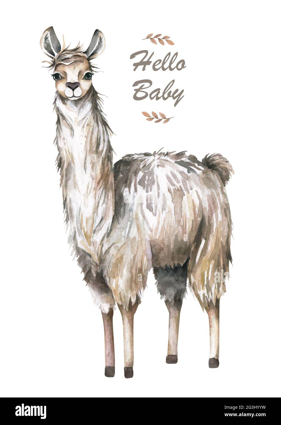 Cute guanaco, llama isolated on white. Funny aniamal Stock Photo - Alamy