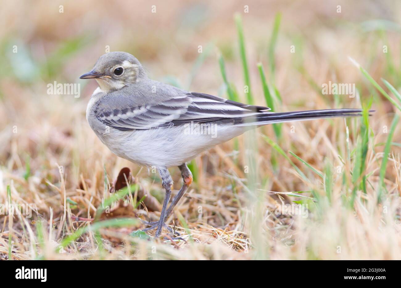 Yellow wagtail, female Stock Photo - Alamy