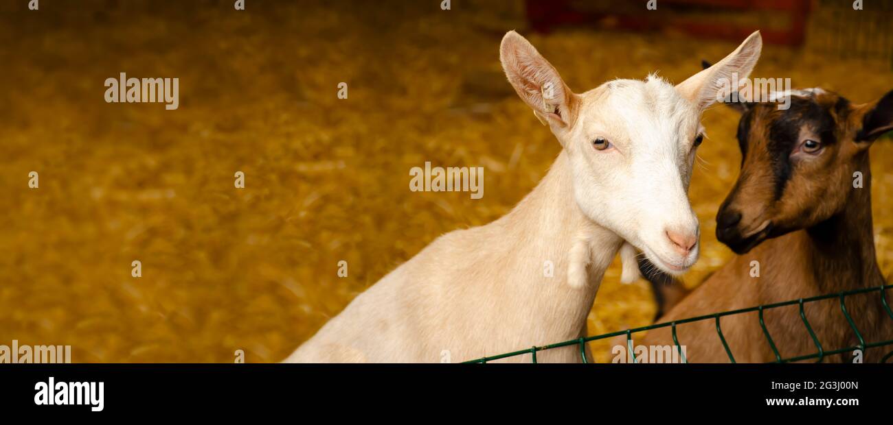 Close-up photos of goats with passion faces at the corral of farm ...
