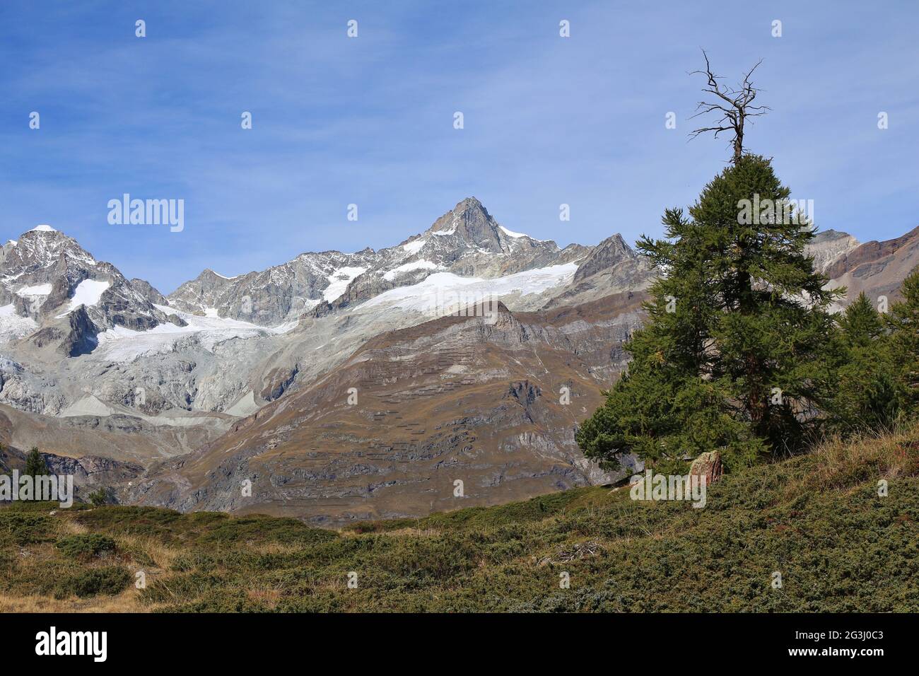 Old larch tree hi-res stock photography and images - Alamy