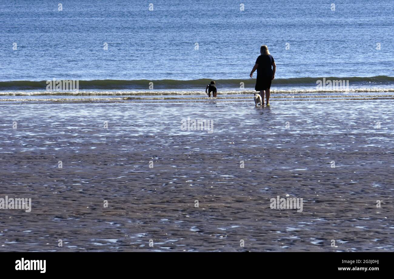 Dog walking on the beach Stock Photo - Alamy