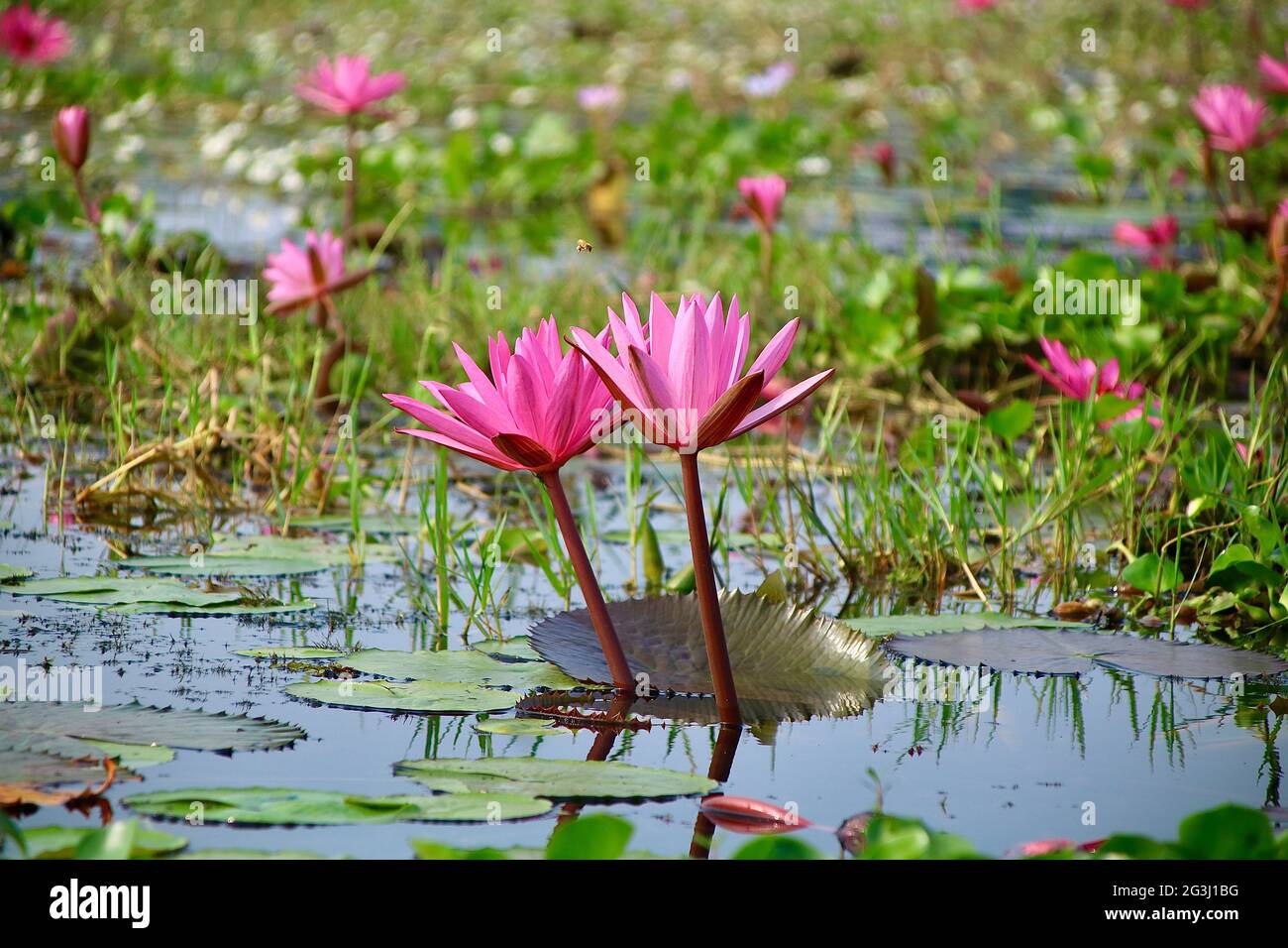 Shapla wallpaper hi-res stock photography and images - Alamy