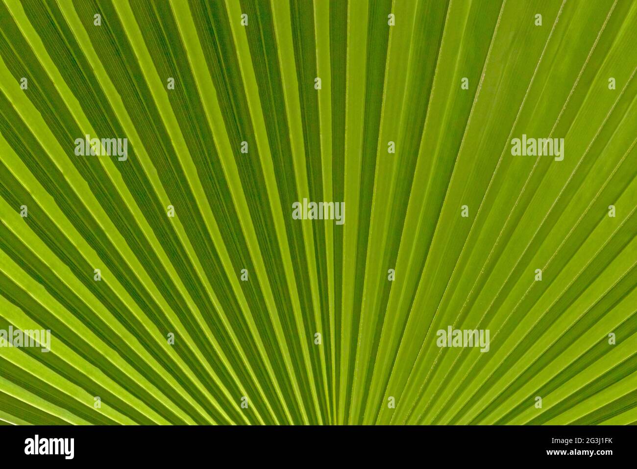 close up of green palm tree leaf texture Stock Photo - Alamy