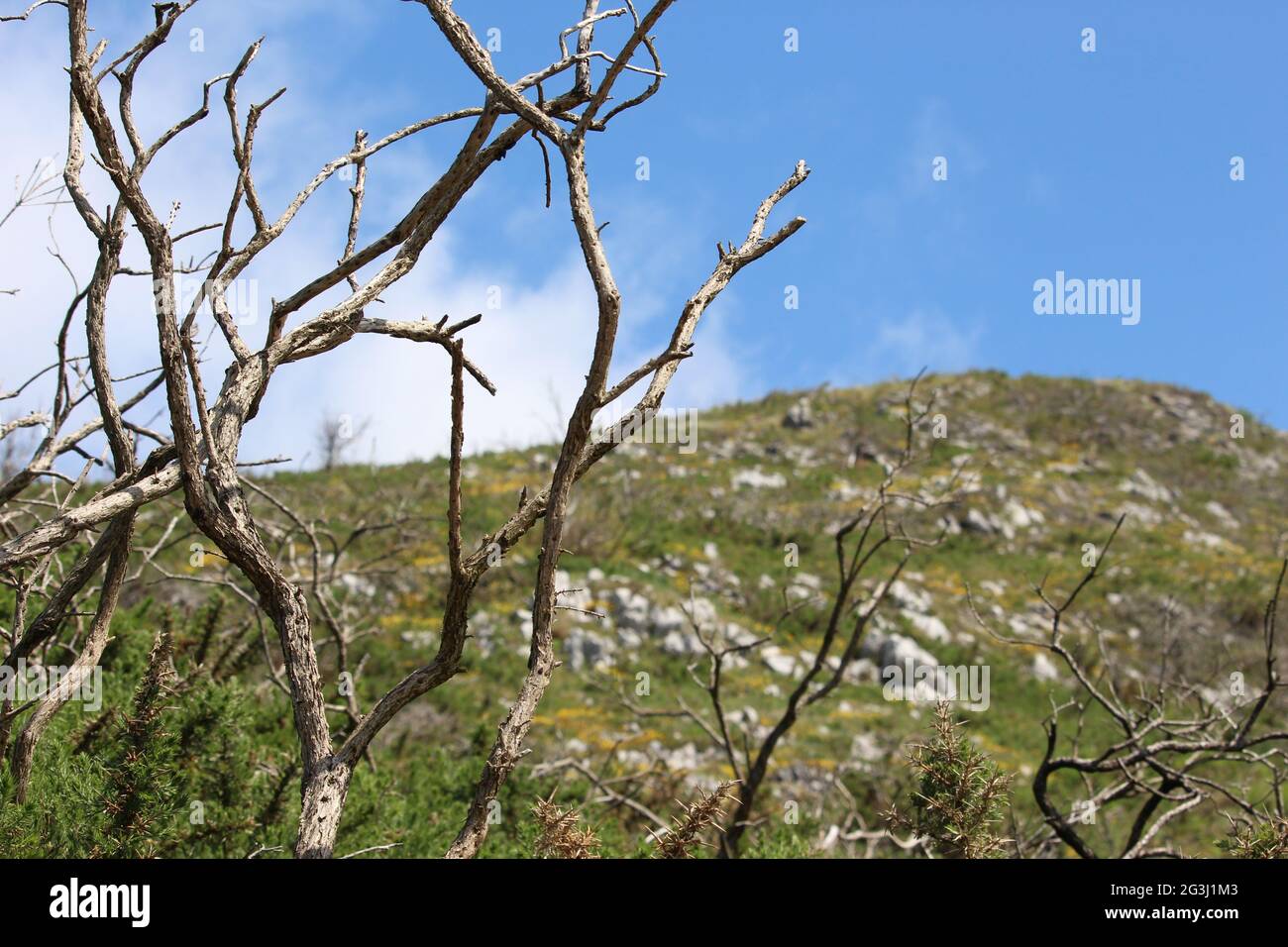 A photograph of a dead tree branch outdoors, summer blue sky Stock ...