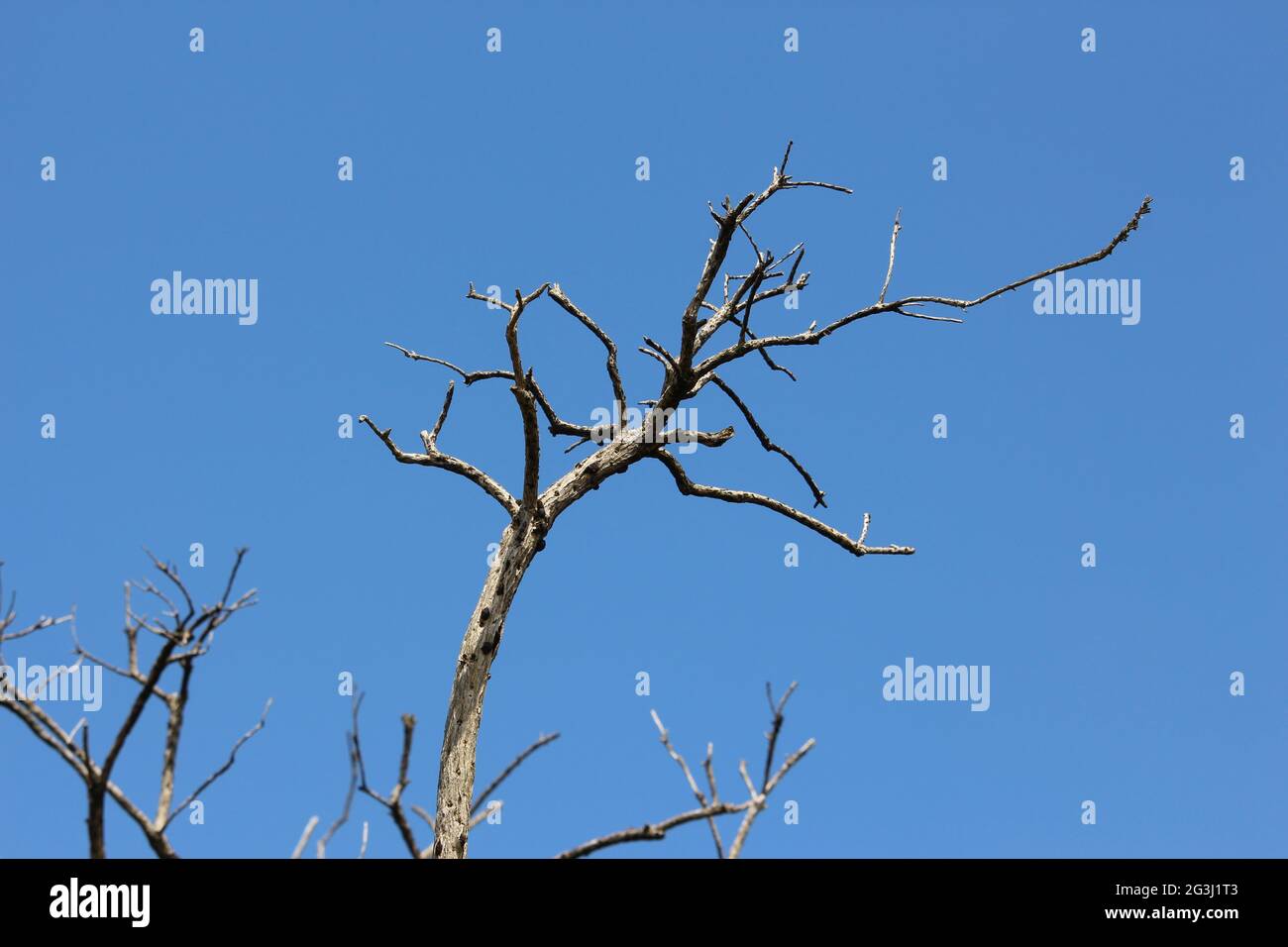 A photograph of a dead tree branch outdoors, summer blue sky Stock ...