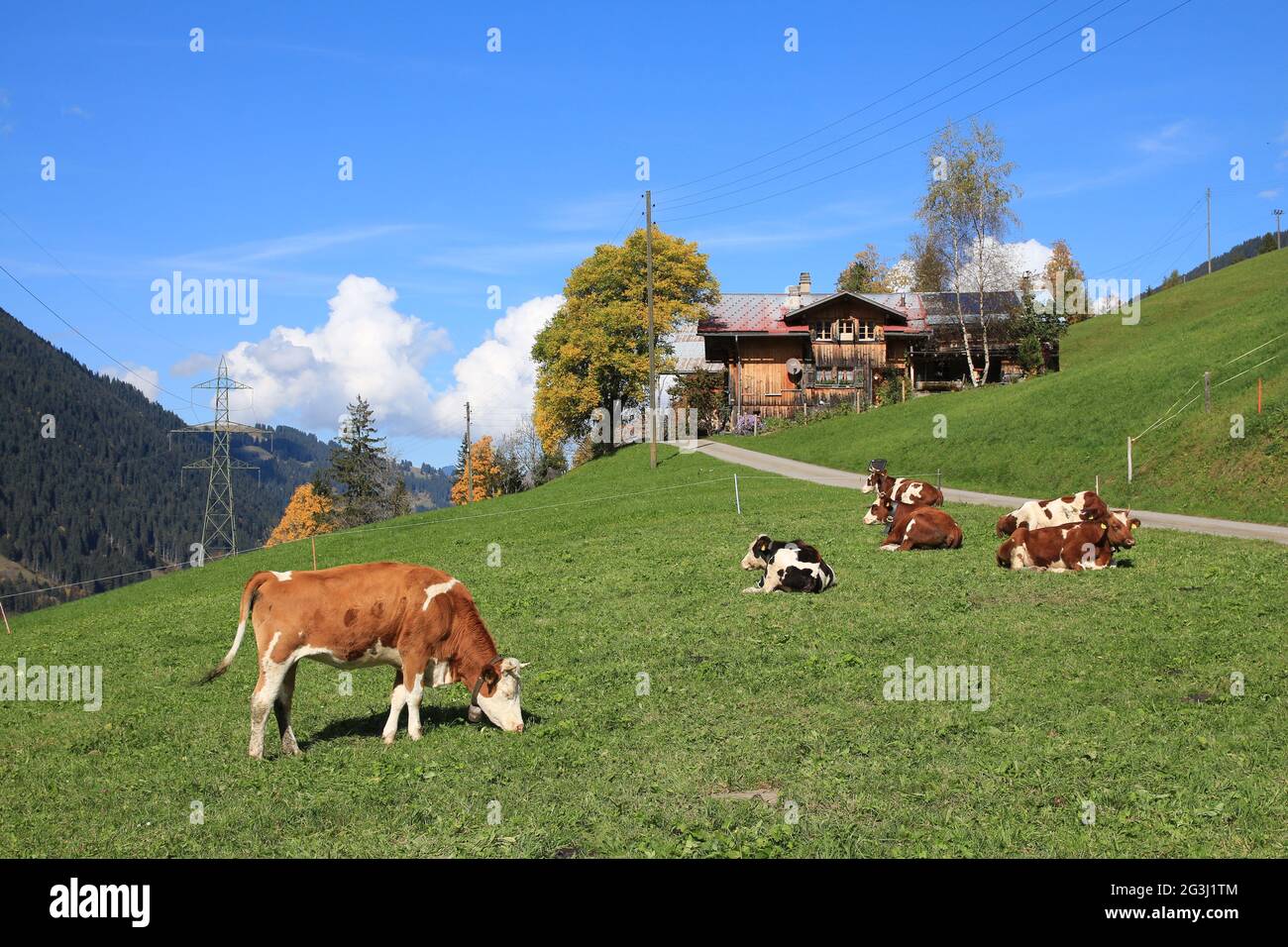 Swiss alps cows hi-res stock photography and images - Alamy