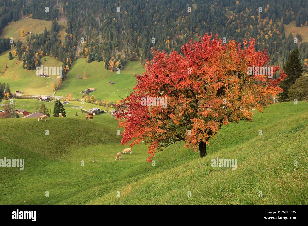 Pear tree in autumn hi-res stock photography and images - Alamy