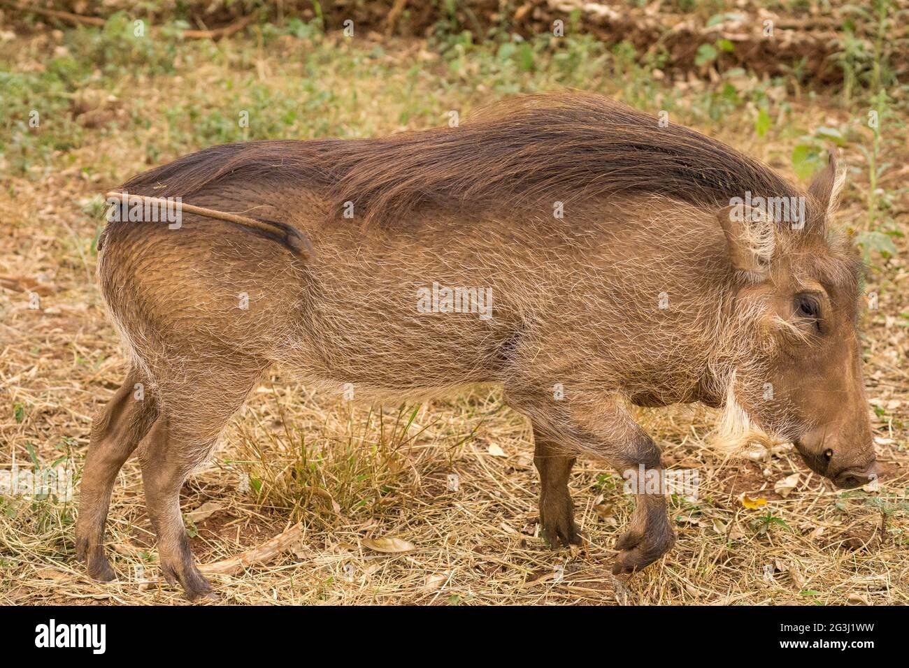 African warthog hi-res stock photography and images - Alamy