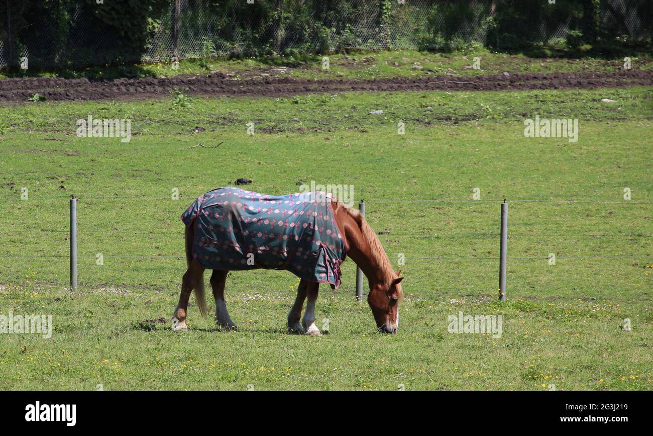 Horse relaxed hi-res stock photography and images - Alamy