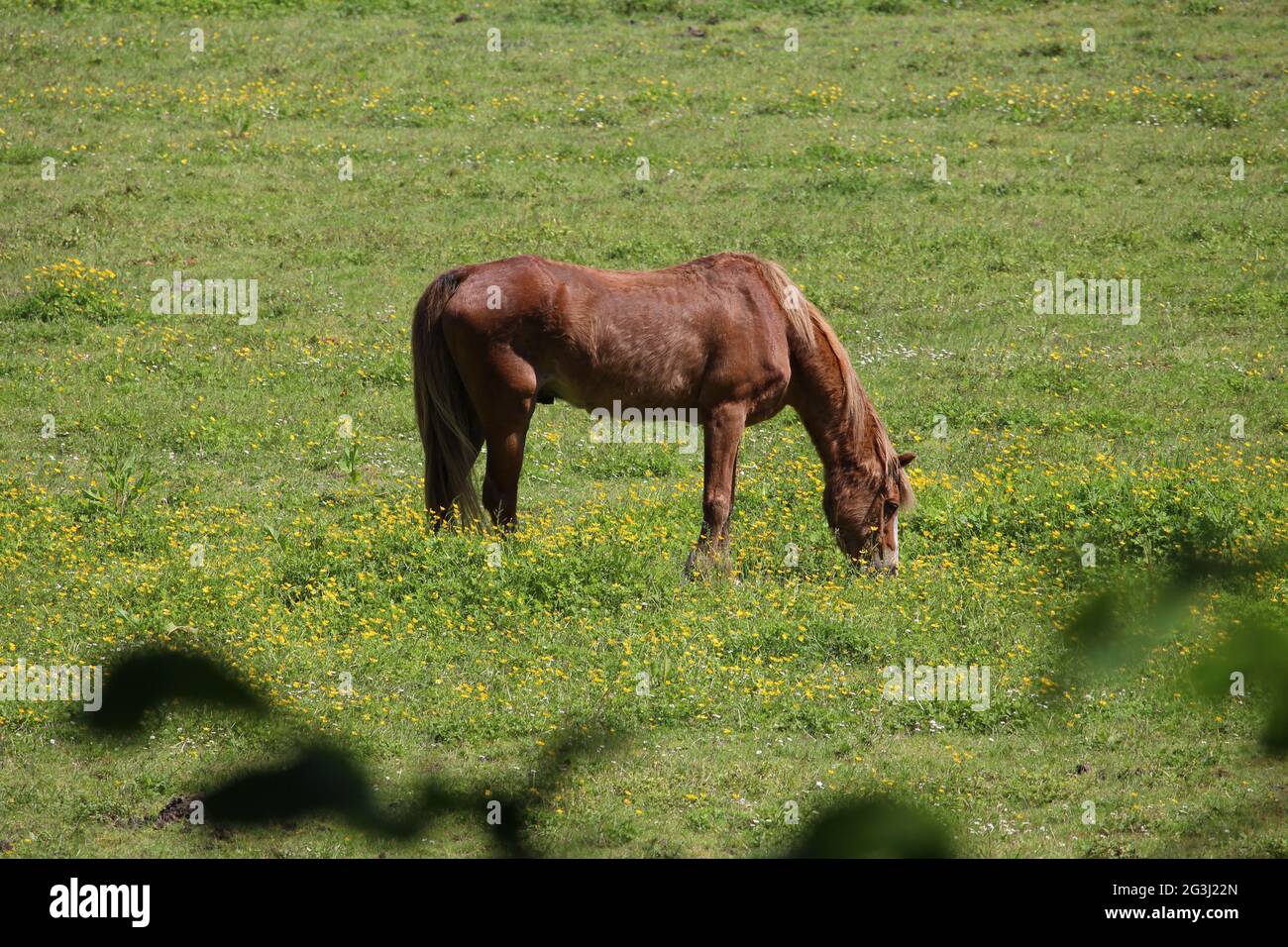 A photograph of a horse relaxed eating grass in a field on a farm Stock ...