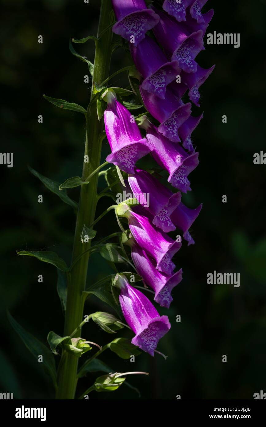 Foxglove plant close up hi-res stock photography and images - Alamy