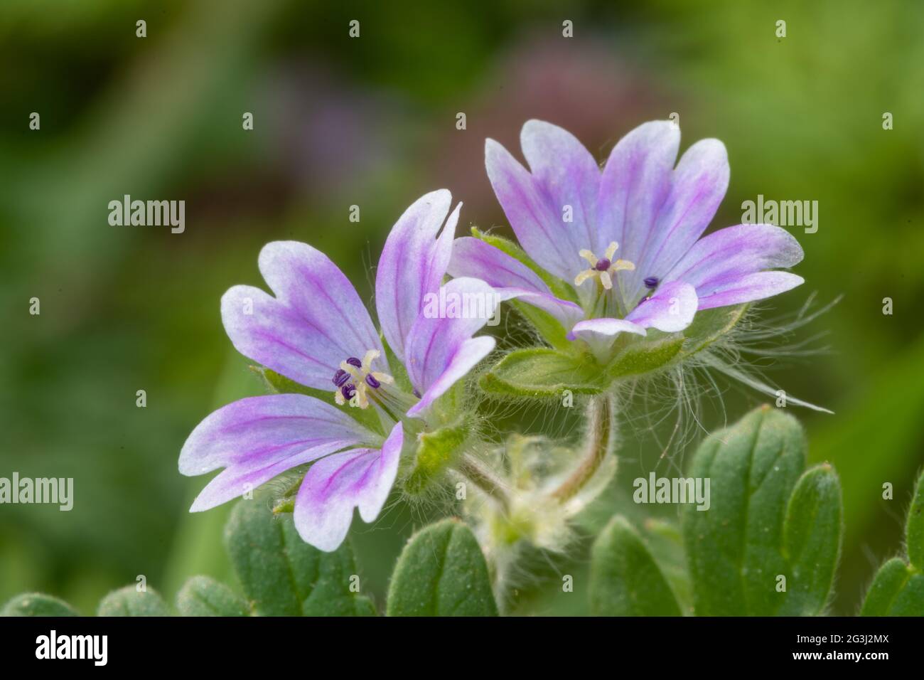 Macro shot of doves foot geranium (geranium molle) flowers in bloom ...