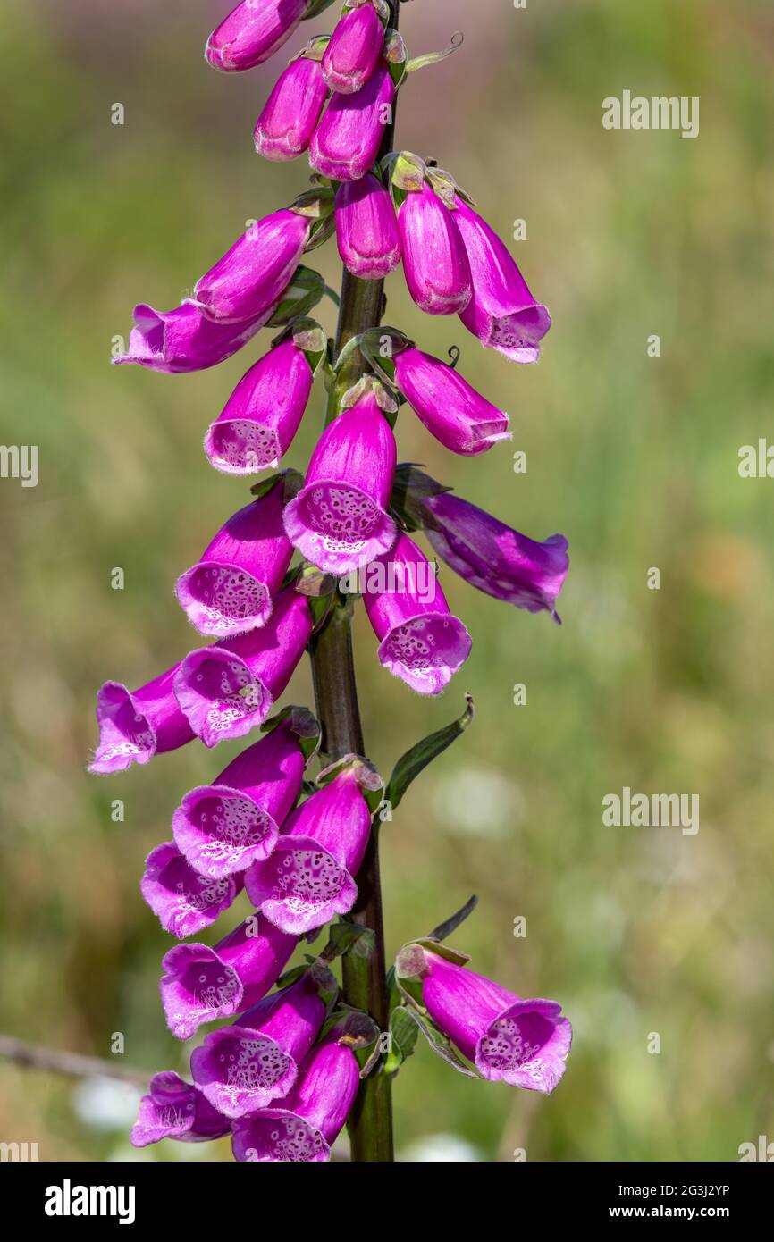 Close up of a common foxglove (digitalis purpurea) flower in bloom ...