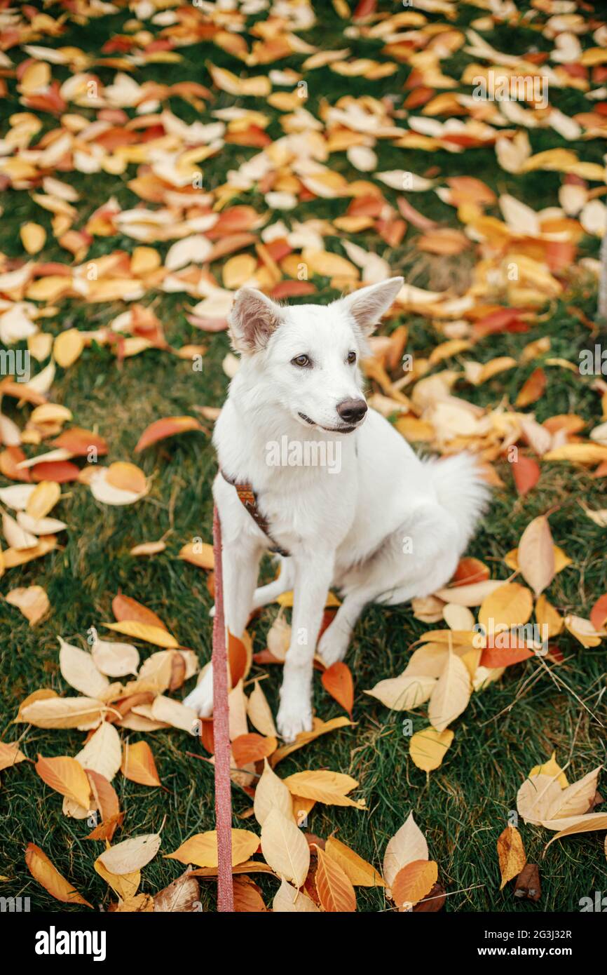 Beautiful cute dog sitting among colorful fall leaves in park. Adorable ...