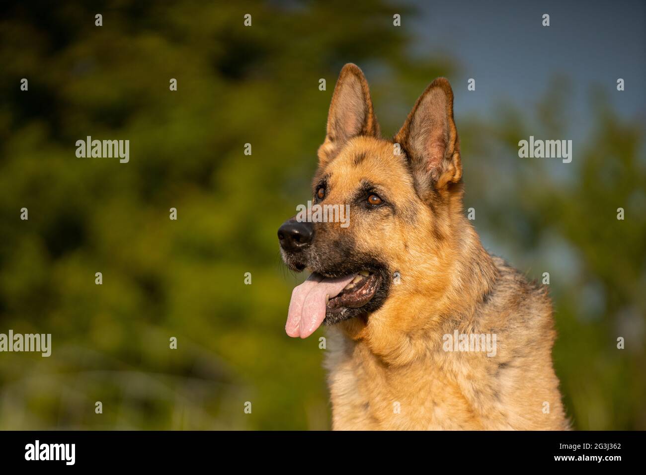 Alsatian head hi-res stock photography and images - Alamy