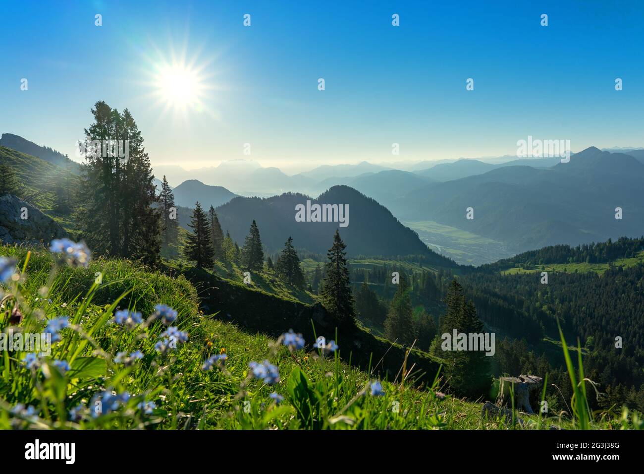 summer tyrol alms view with little blue flowers hills and mountains ...
