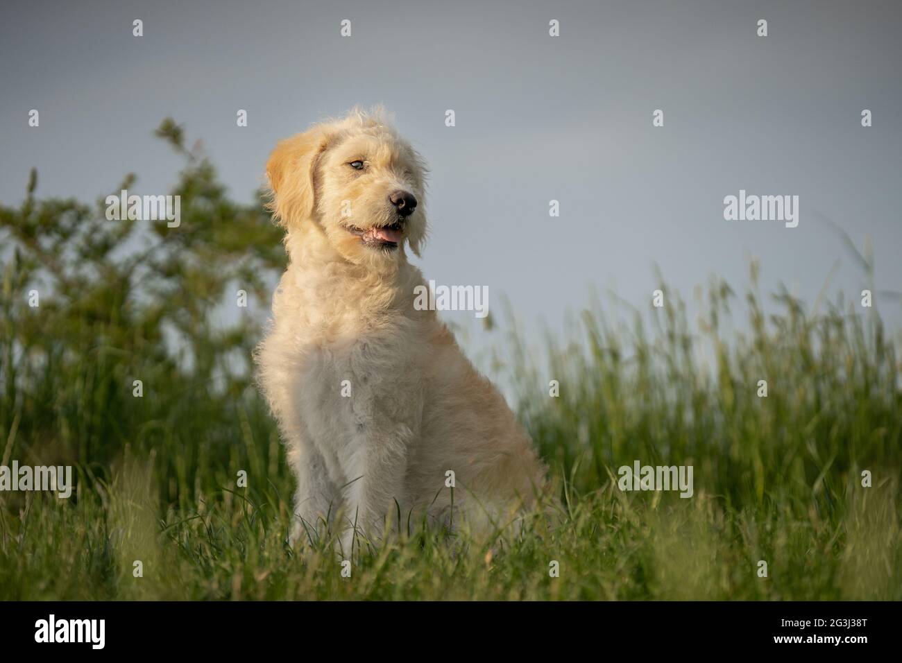 Scruffy Yellow Labrador dog Stock Photo - Alamy