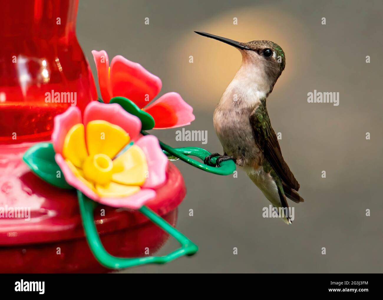 Female ruby throated hummingbird perches on a nectar feeder Stock Photo ...