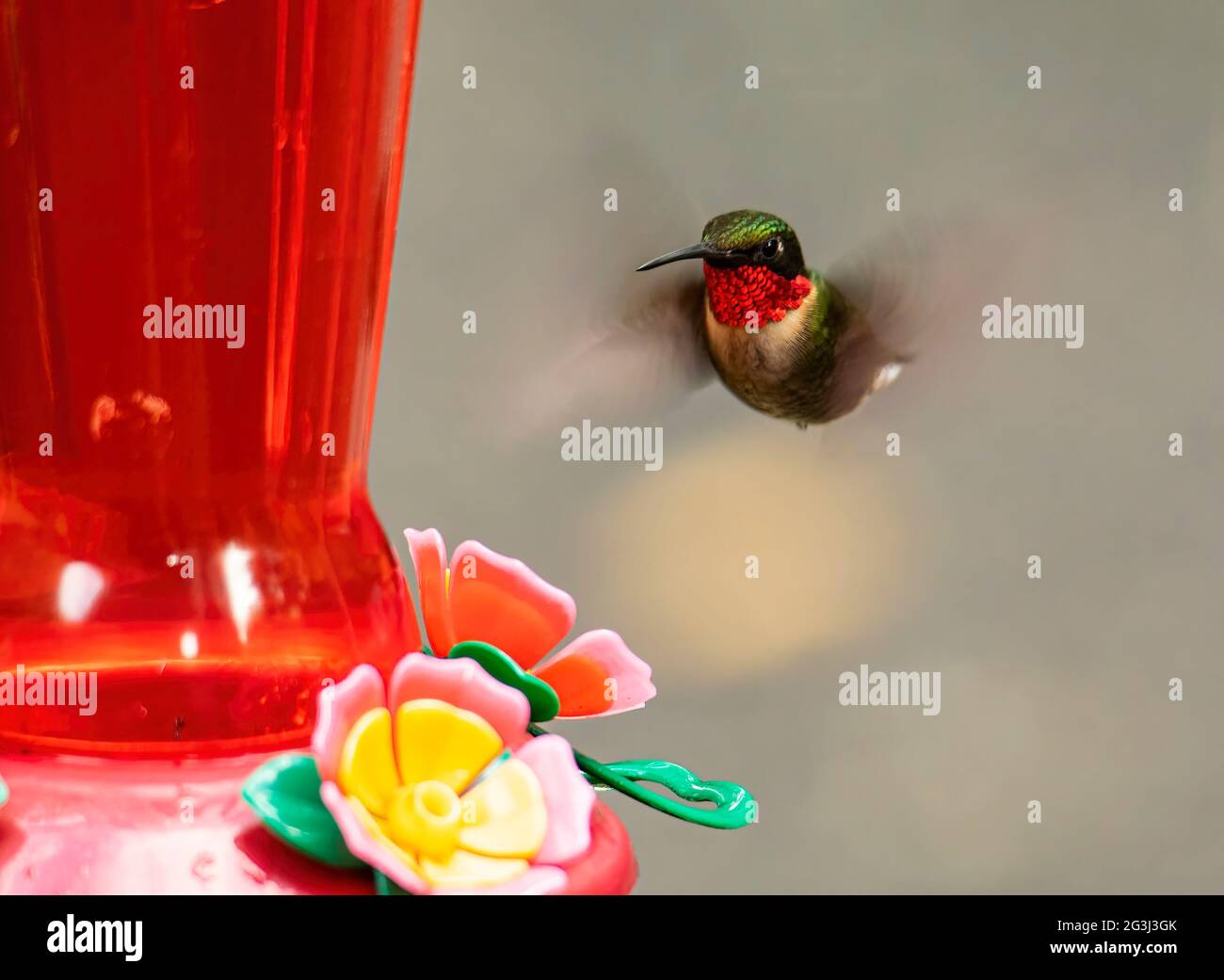 Male ruby-throated hummingbird hovers near a nectar feeder Stock Photo ...