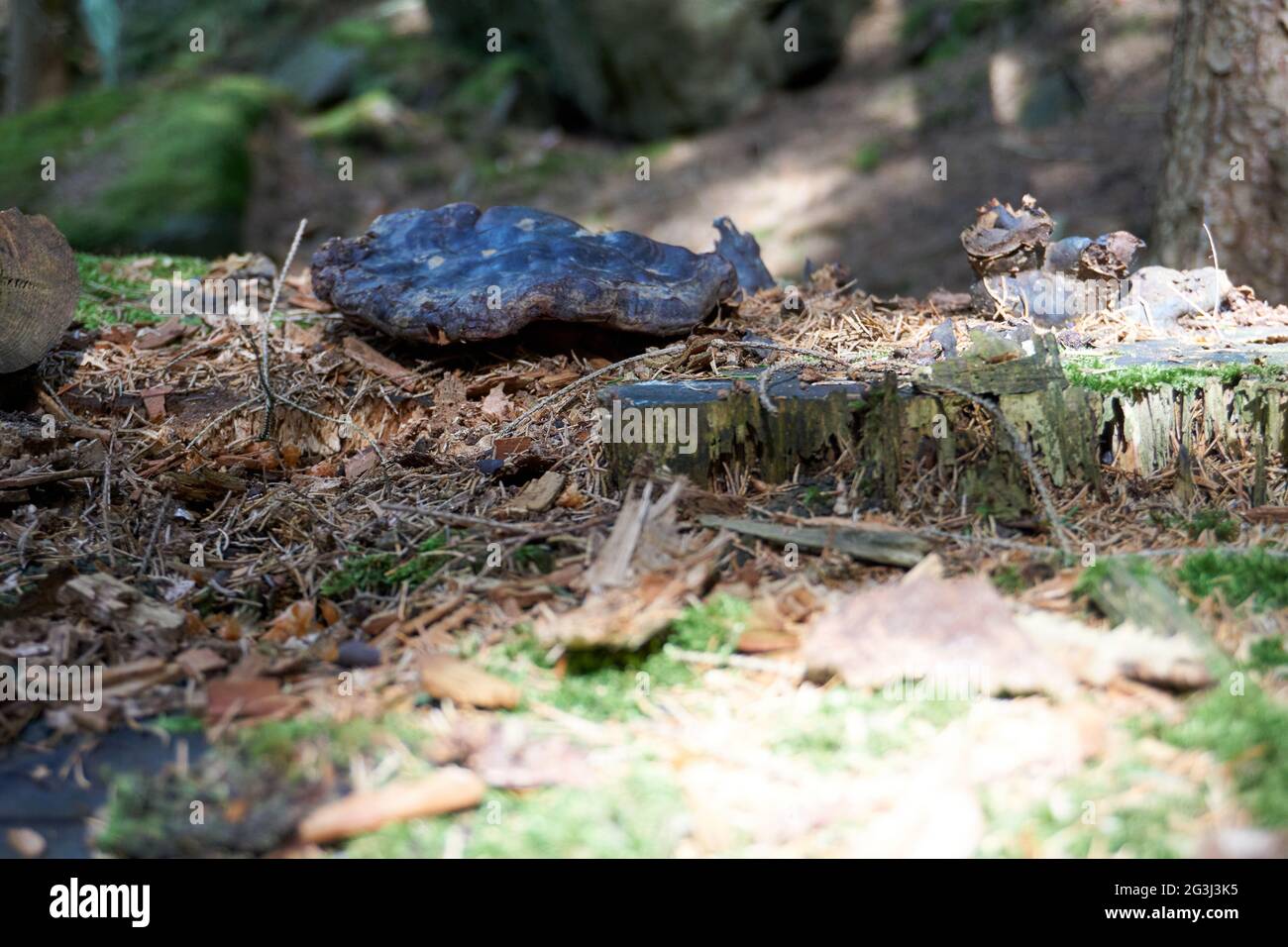Closeup shot of a Hoof fungus on the ground in the forest Stock Photo ...