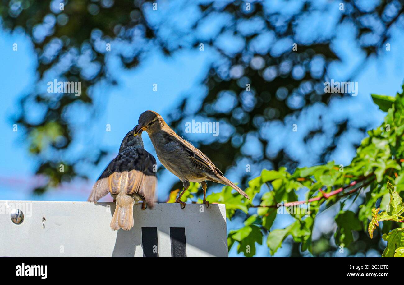 Kiss feeding hi-res stock photography and images - Alamy