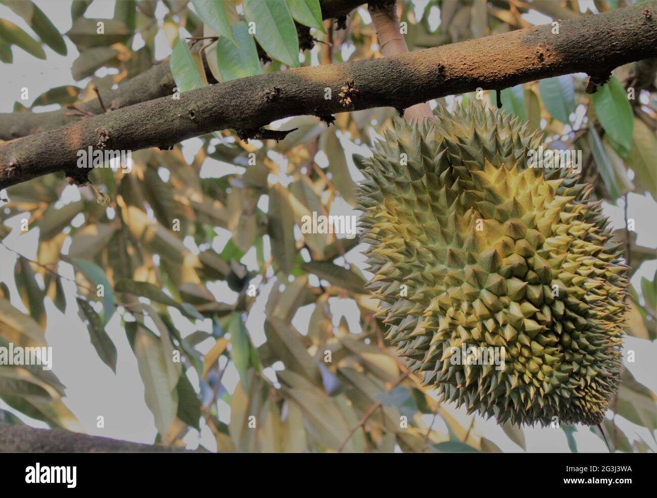 Growing durian hi-res stock photography and images - Alamy