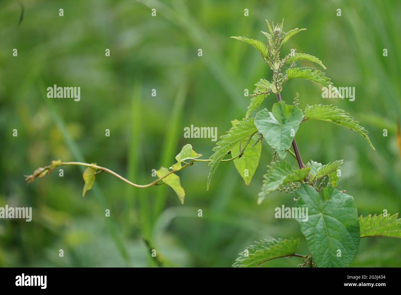 Selective focus of a nettle stem on blurred background Stock Photo - Alamy