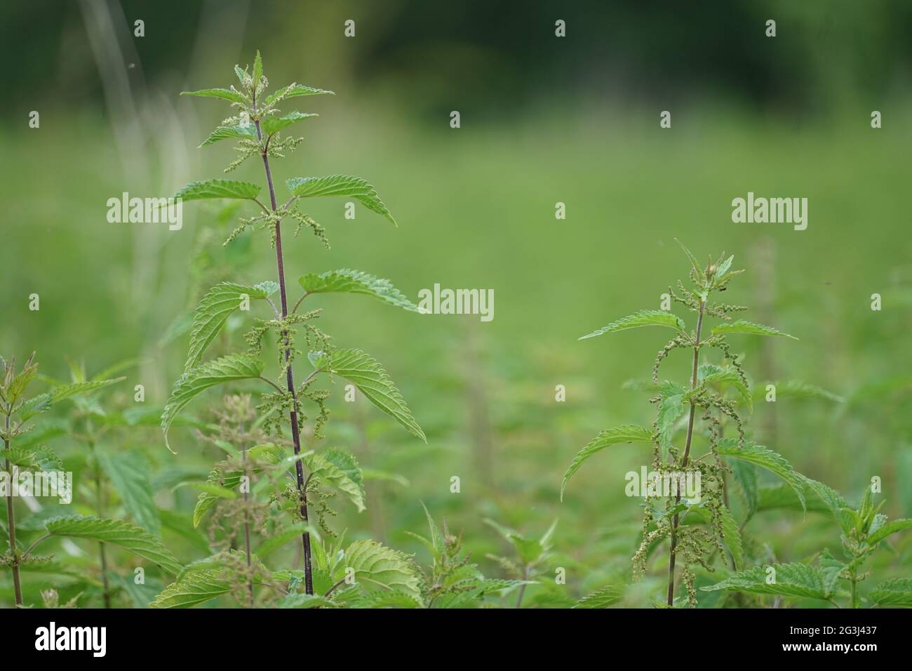 Selective focus of nettle stems on blurred background of a field Stock ...