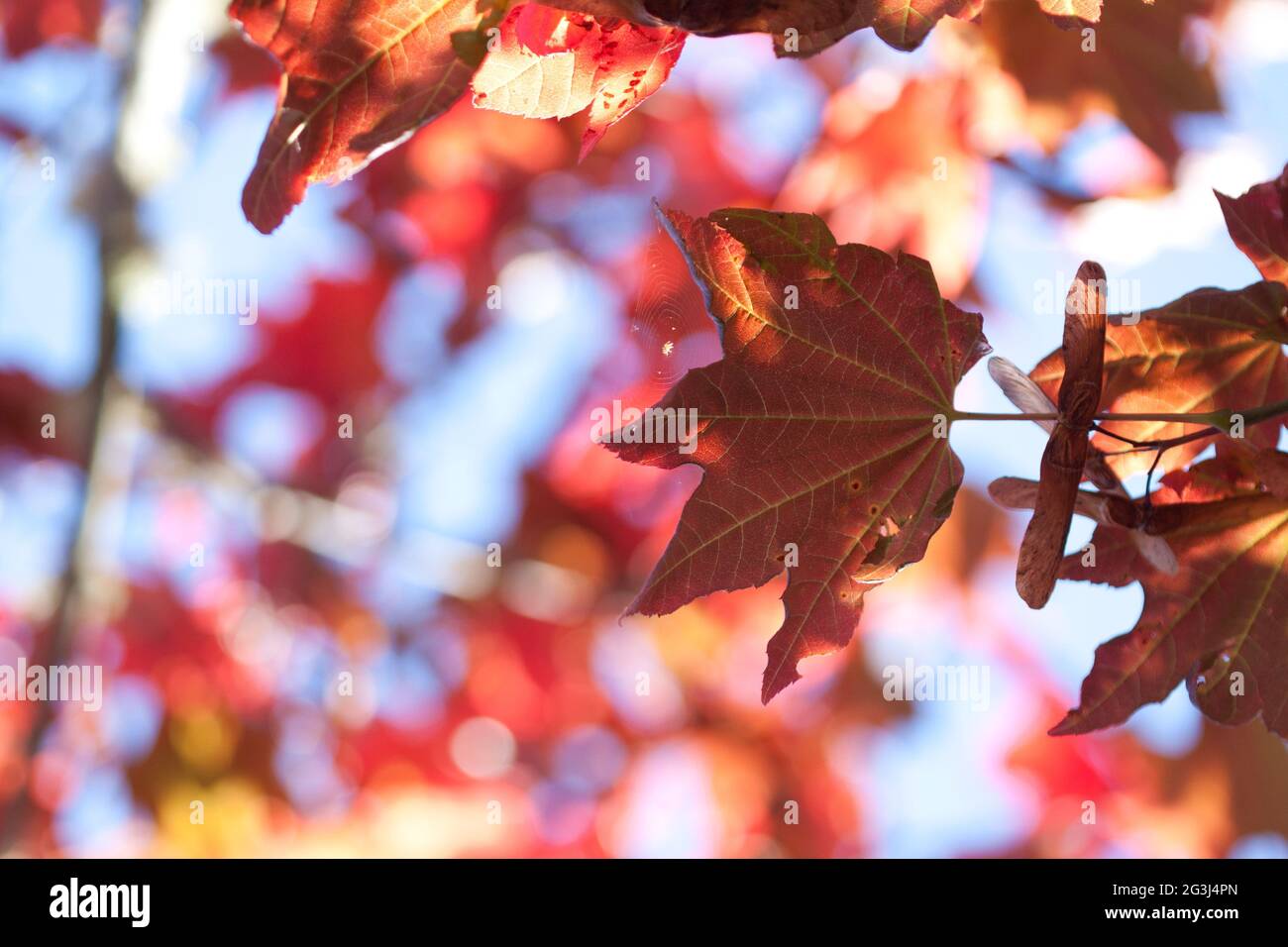 Maple leaves changing colors during the Fall season Stock Photo - Alamy
