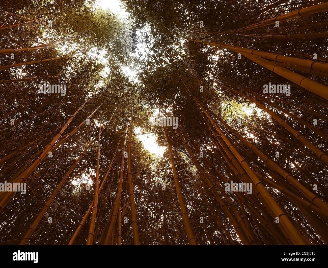 Bamboo tree tops hi-res stock photography and images - Alamy