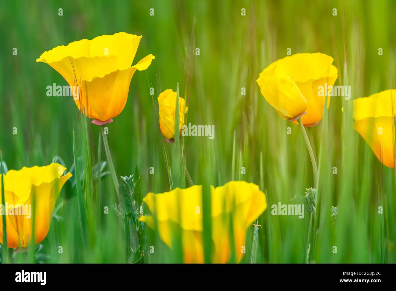 California poppies golden eschscholzia hi-res stock photography and ...