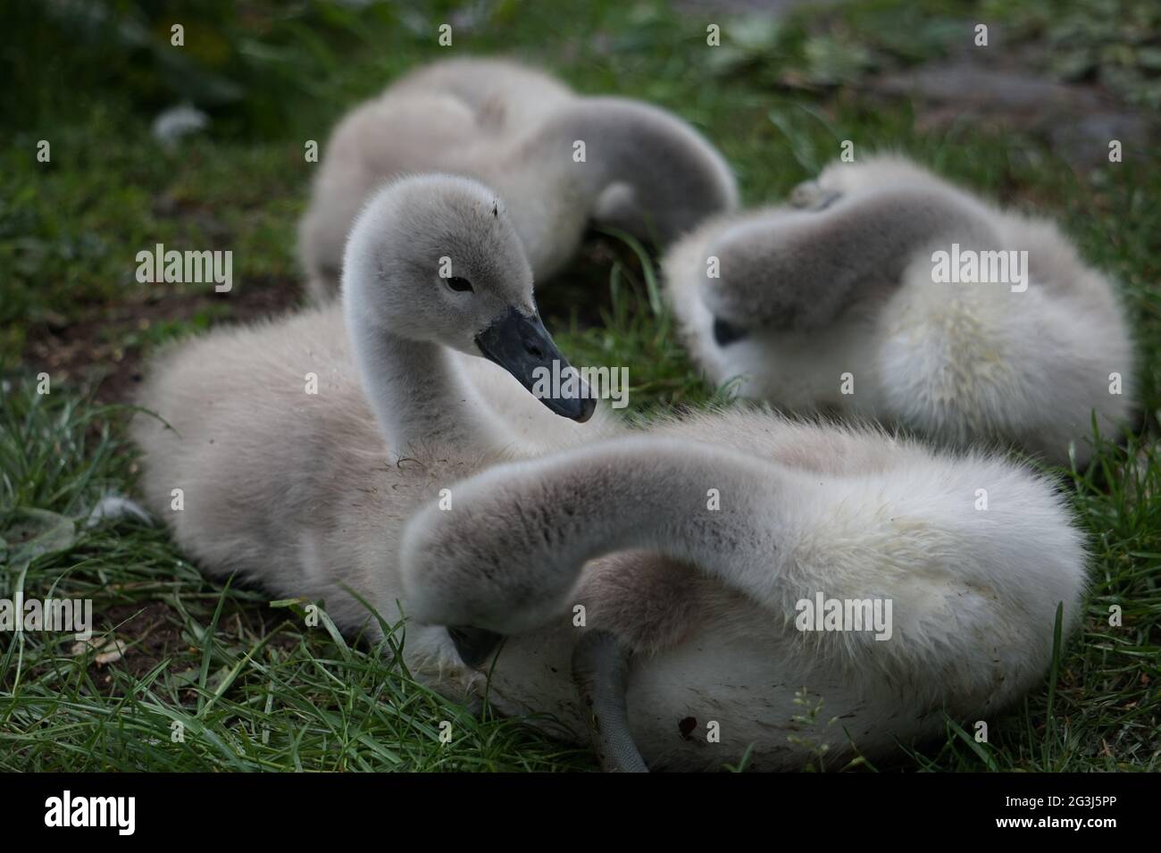 Swanlings hi-res stock photography and images - Alamy