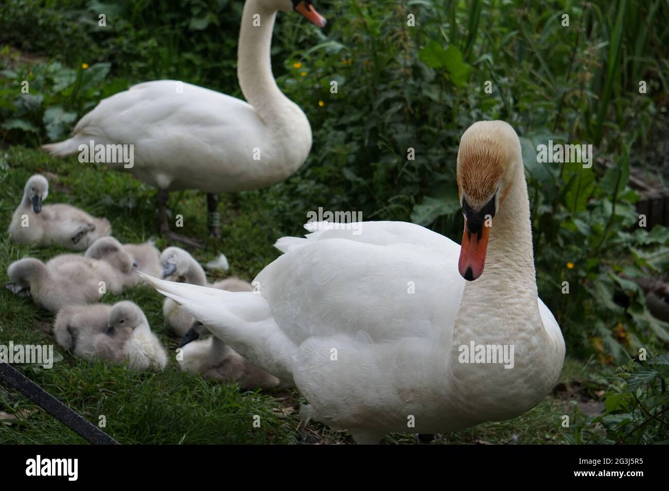 Swan pair and their swanlings Stock Photo - Alamy