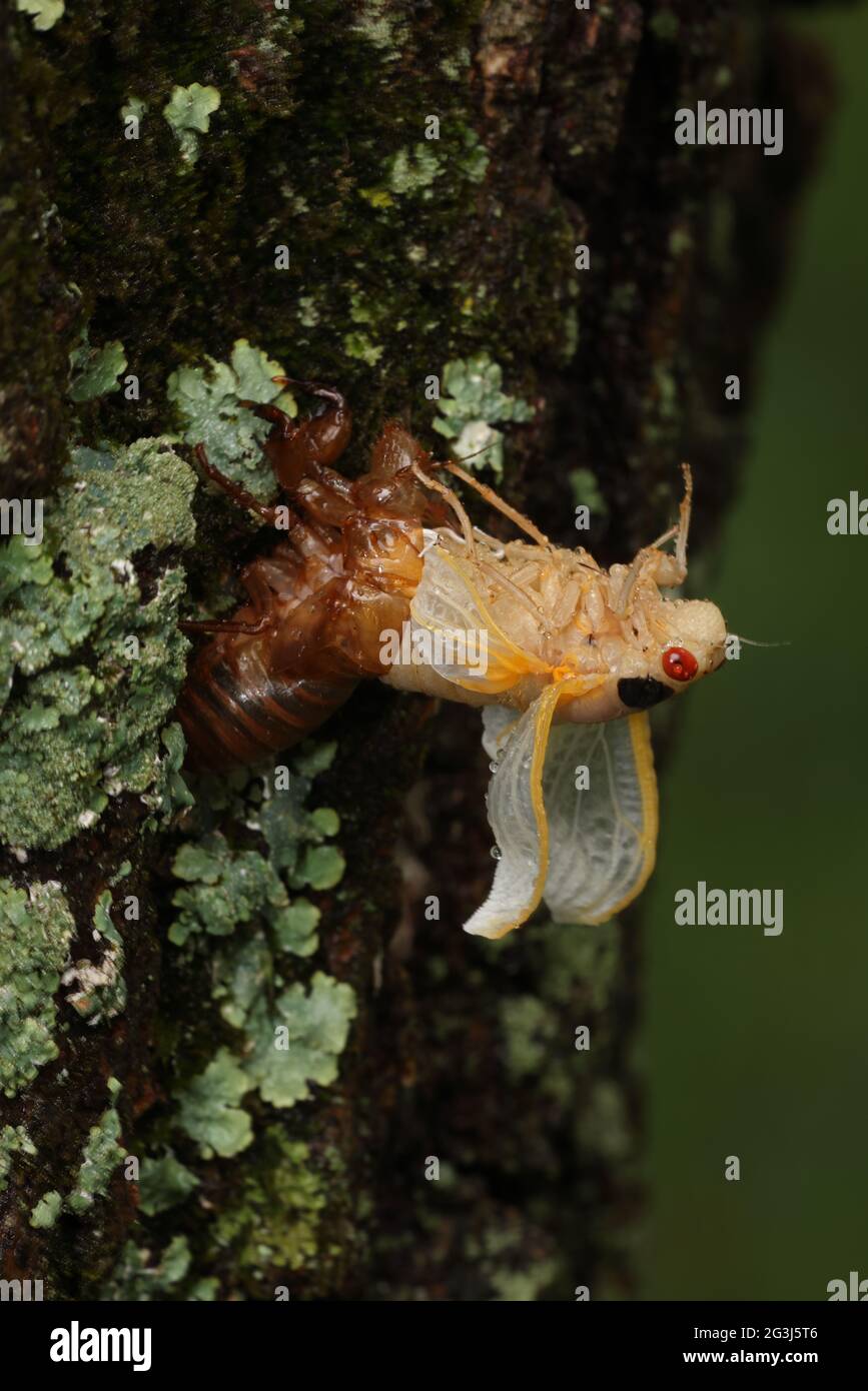 Periodical cicada, Magicicada septendecim, 17-year periodical cicada ...