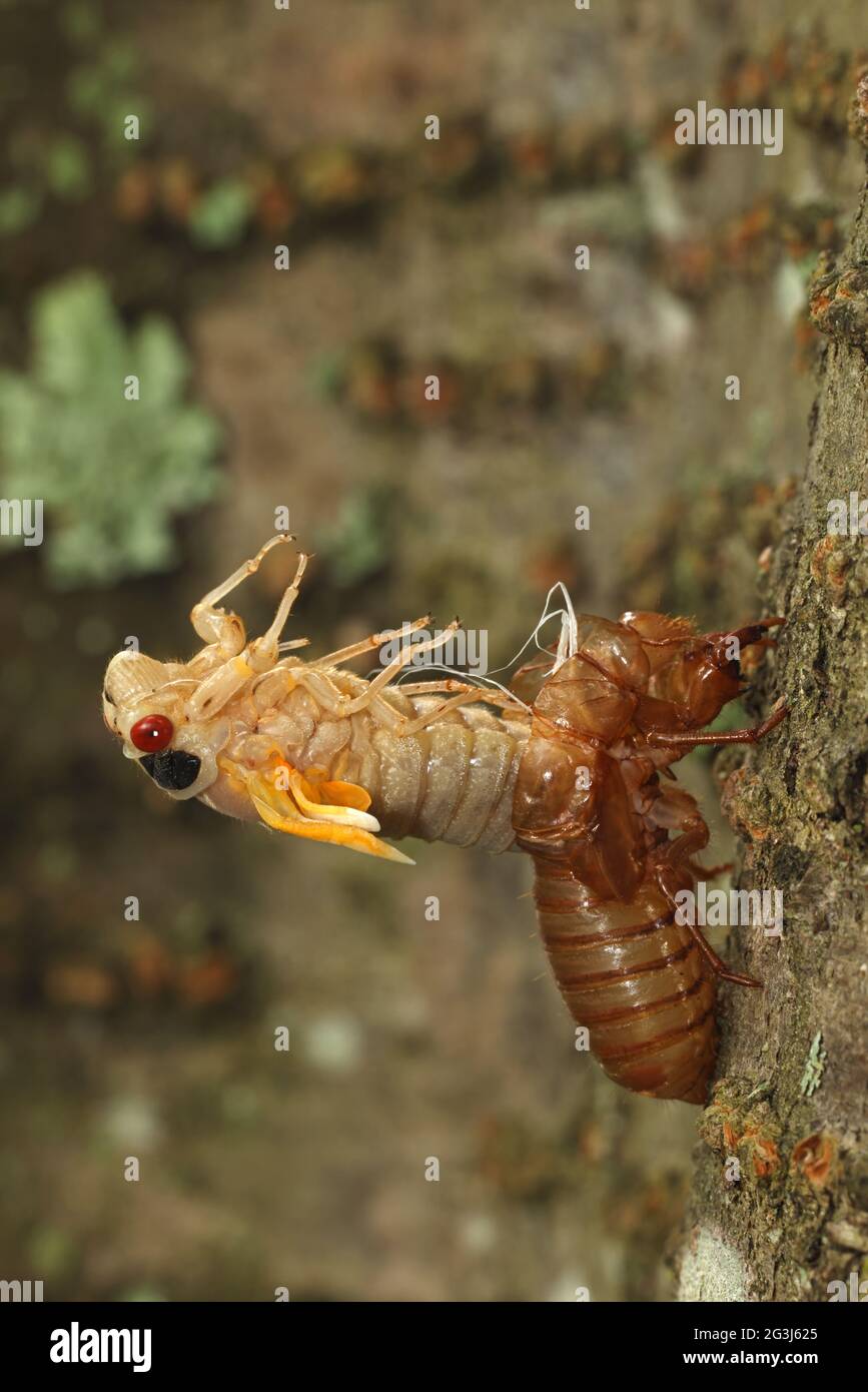 Cicada Life Cycle High Resolution Stock Photography and Images - Alamy