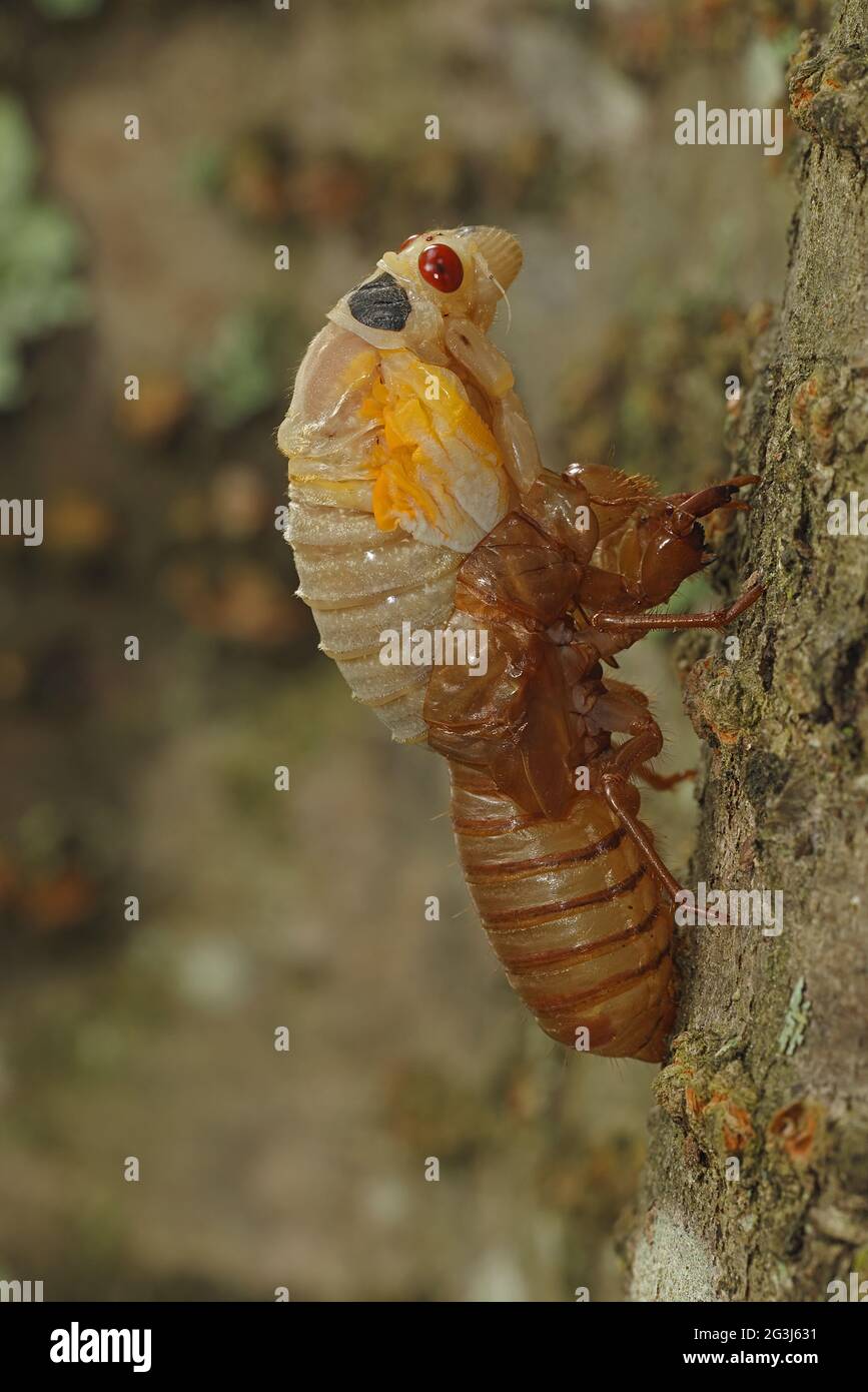 Periodical cicada, Magicicada septendecim, 17-year periodical cicada ...