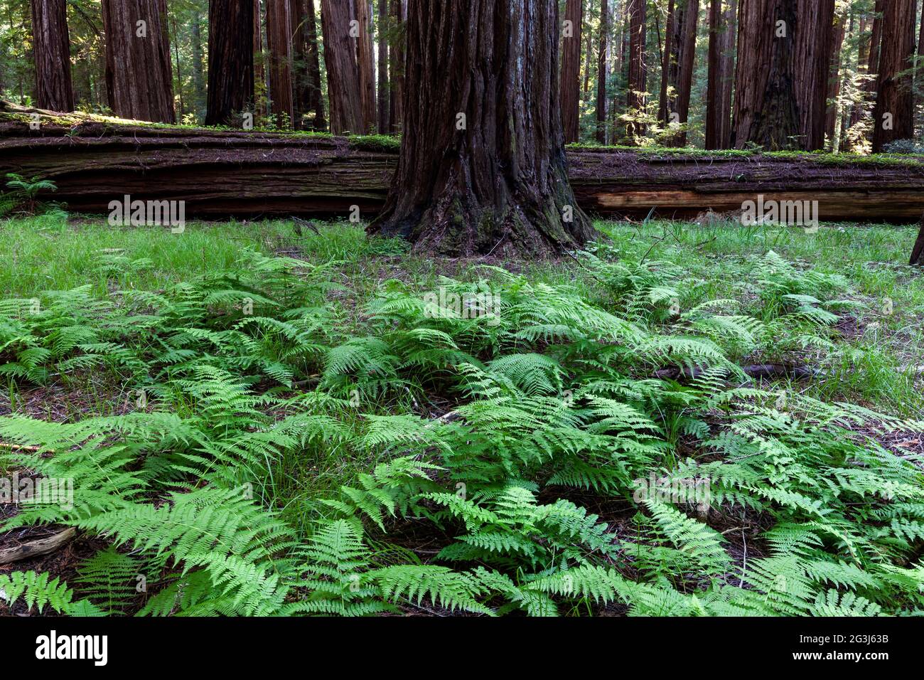 Ferns on the redwood forest floor at Rockefeller Grove at Humboldt ...