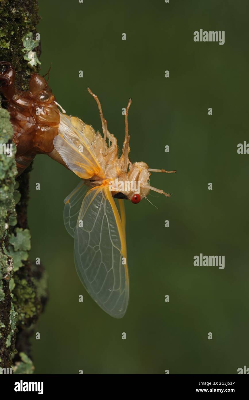 Periodical cicada, Magicicada septendecim, 17-year periodical cicada ...