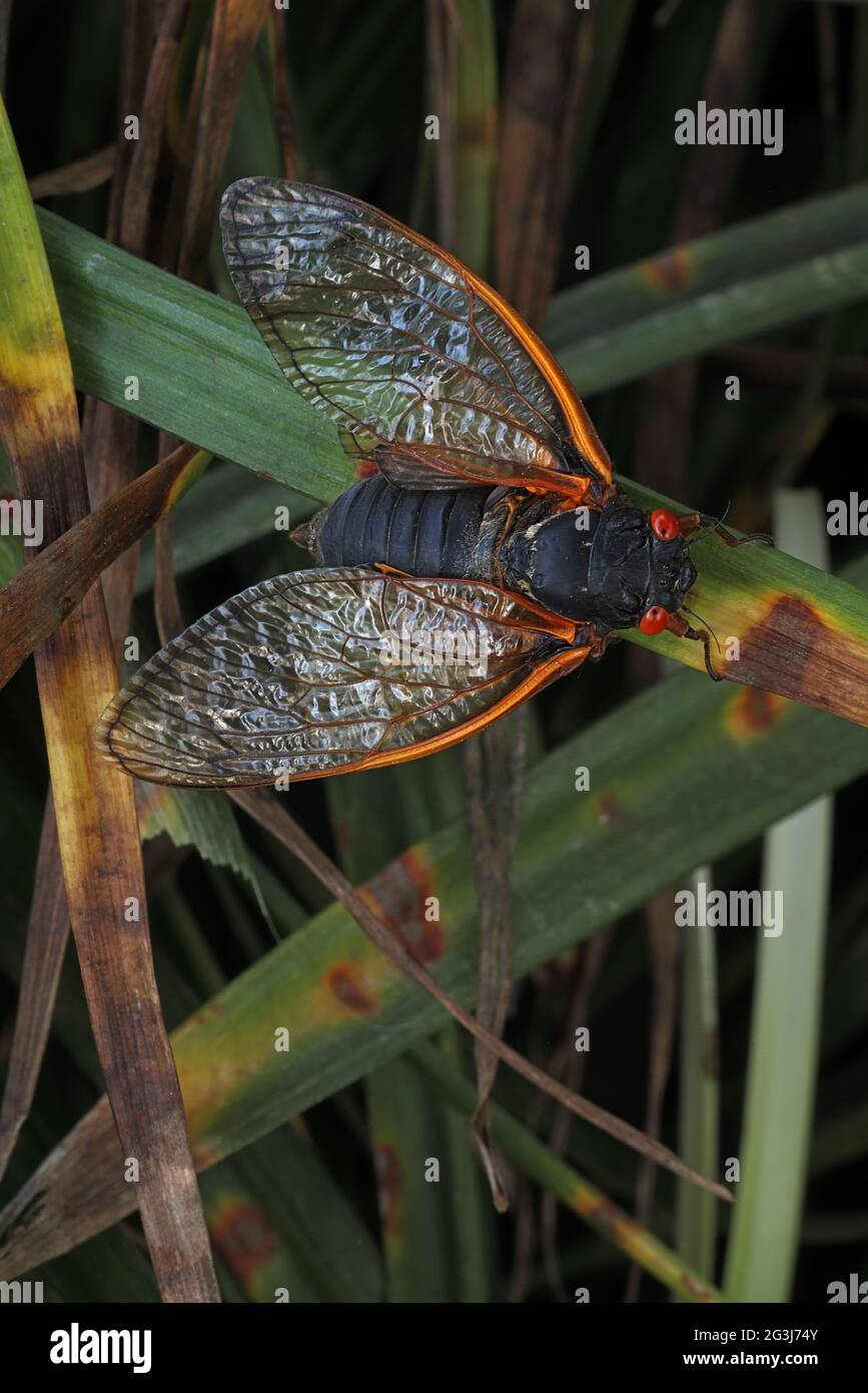 Periodical cicada, Magicicada septendecim, 17-year periodical cicada ...