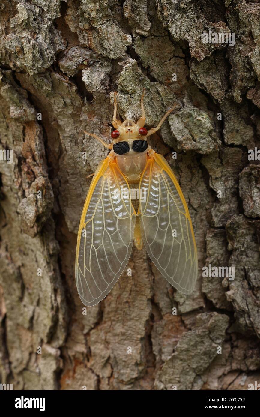 Periodical cicada, Magicicada septendecim, 17-year periodical cicada ...