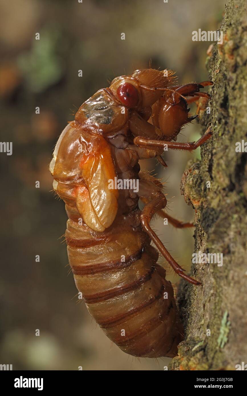 Periodical cicada, Magicicada septendecim, 17-year periodical cicada ...
