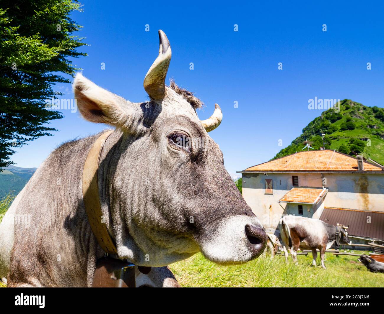 Cow face close-up in a farmland Stock Photo - Alamy