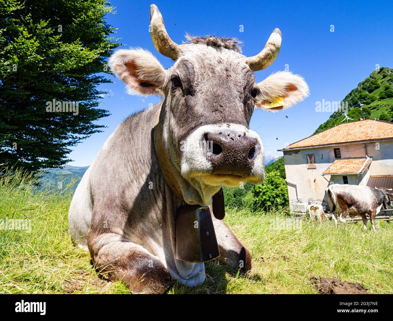 Cow bell funny face hi-res stock photography and images - Alamy