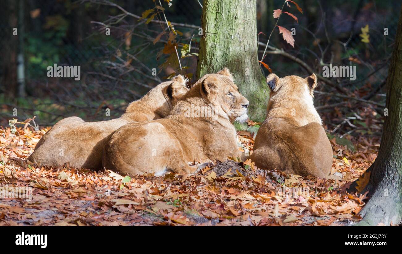 Three Lionesses enjoying the sun Stock Photo - Alamy